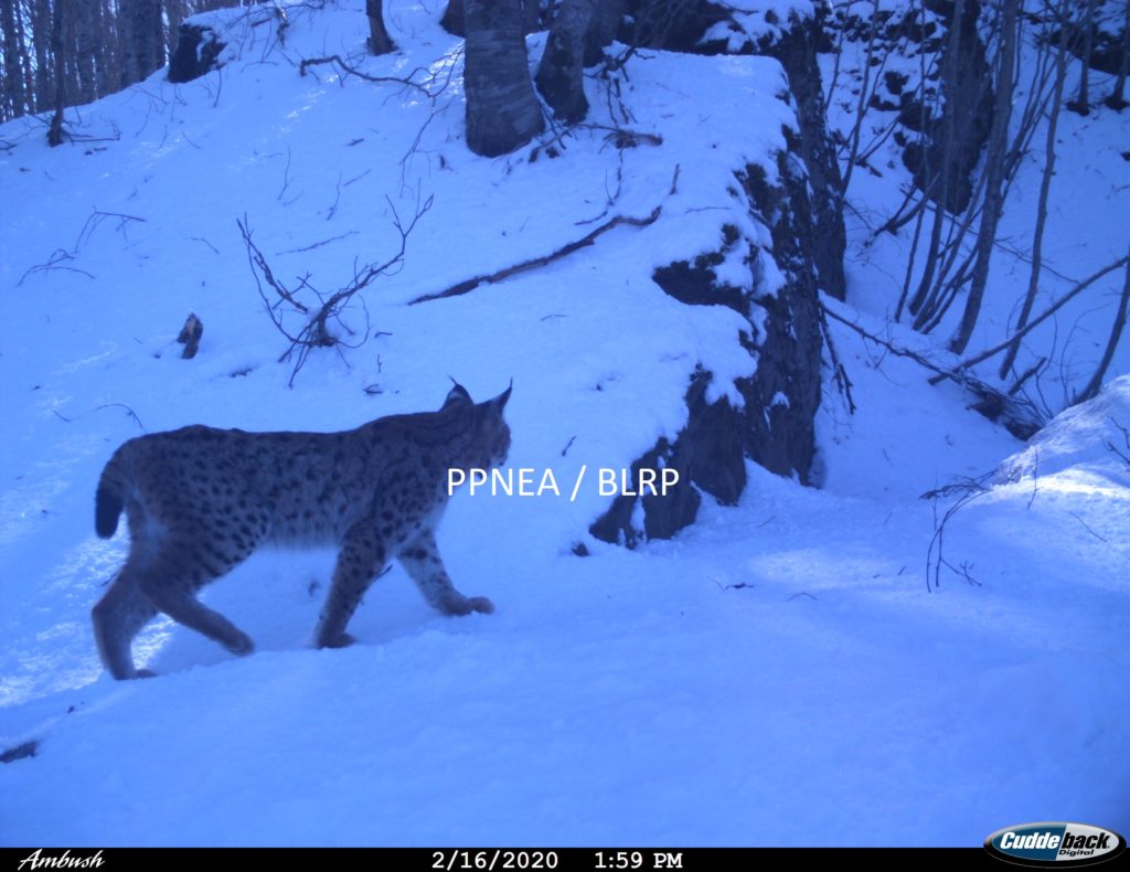 A Balkan lynx family, a proof of the existence of another lynx ...