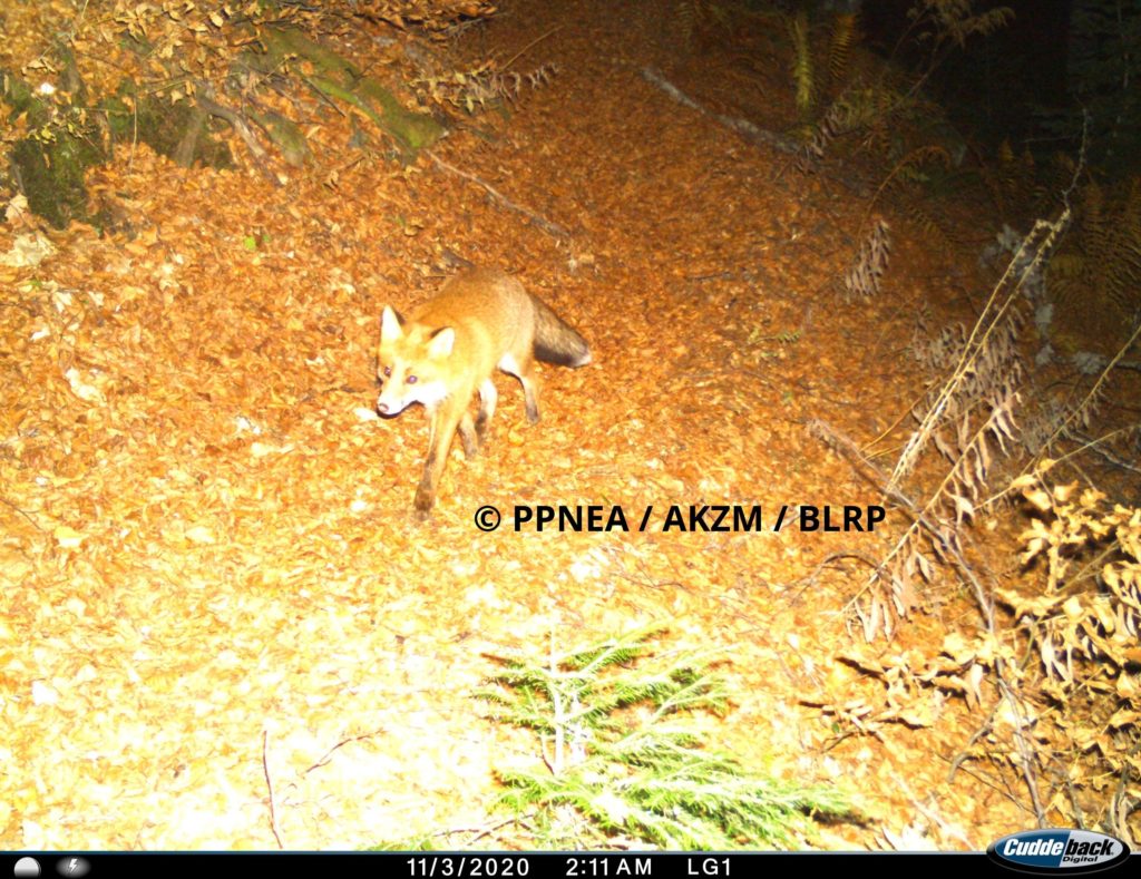 Lugina e Lumit të Gashit: Parajsa e pyjeve të ahut me një larmishmëri ...