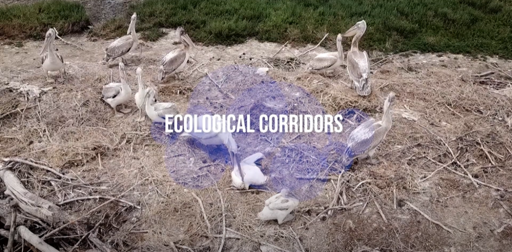 Have you ever heard of Ecological Corridors? - PPNEA