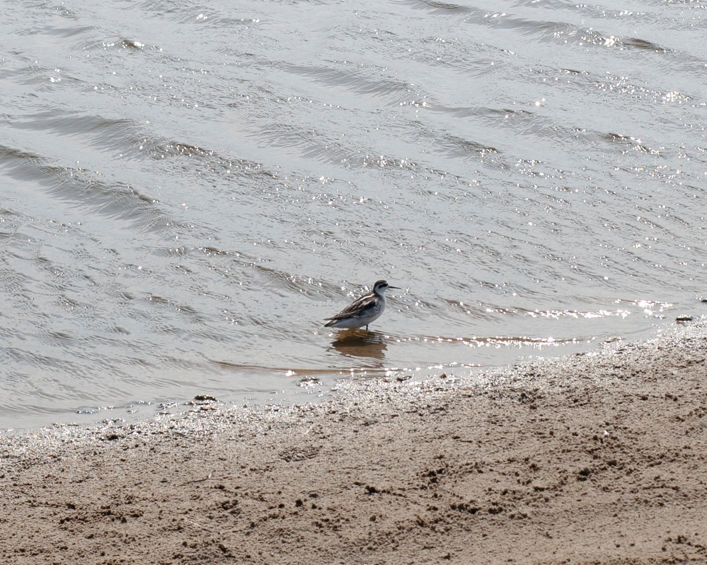 OBSERVATION OF THE RED-NECKED PHALAROPE IN SEKTOR-RINIA, DURRES - PPNEA