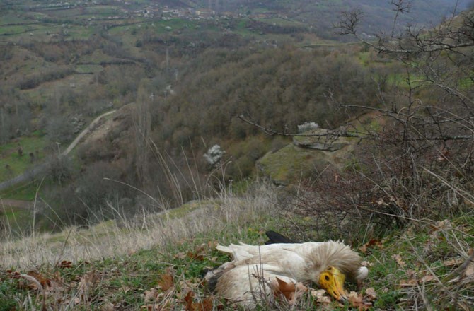 Vultures facing multiple dangers during migration - PPNEA