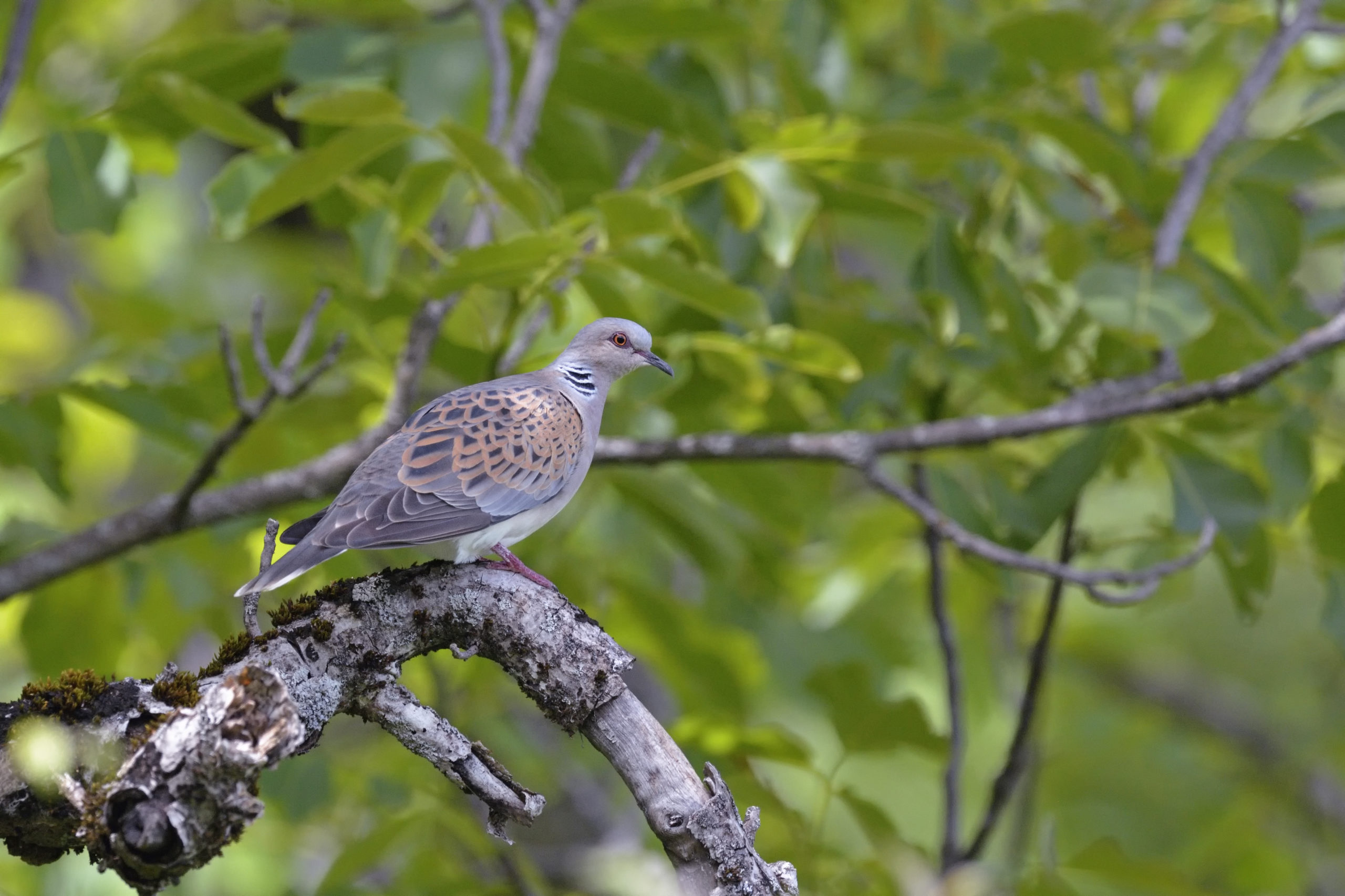 Fluturim për mbijetesë - PPNEA