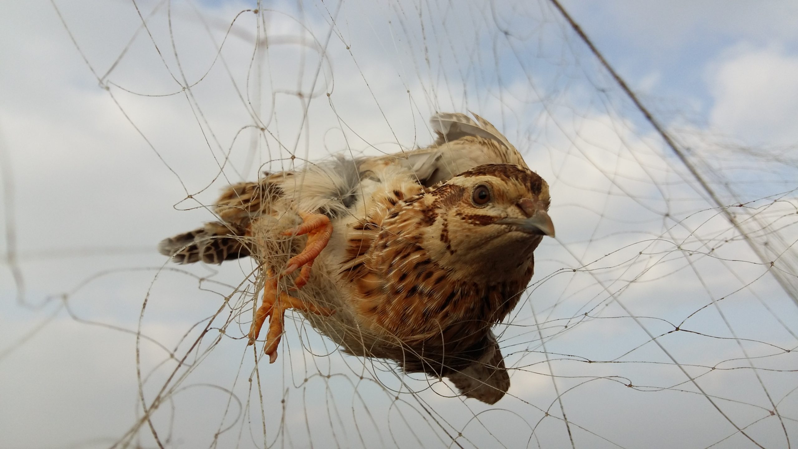Fluturim për mbijetesë - PPNEA