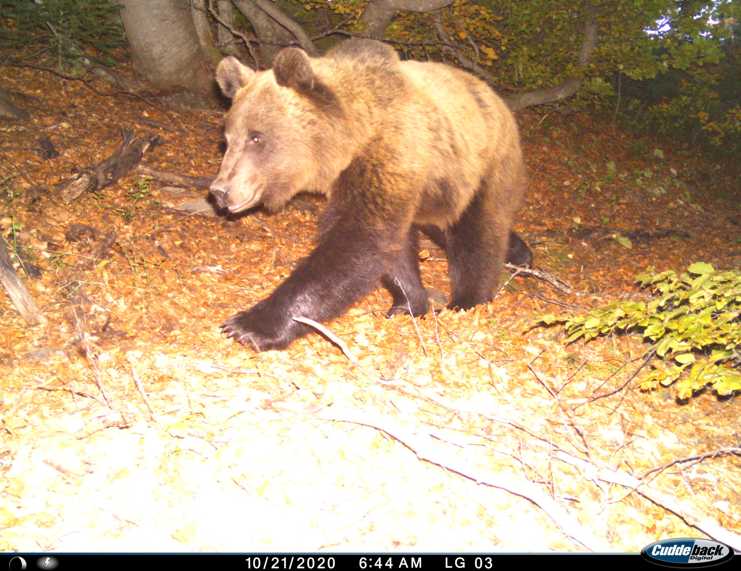 Llojet target - PPNEA