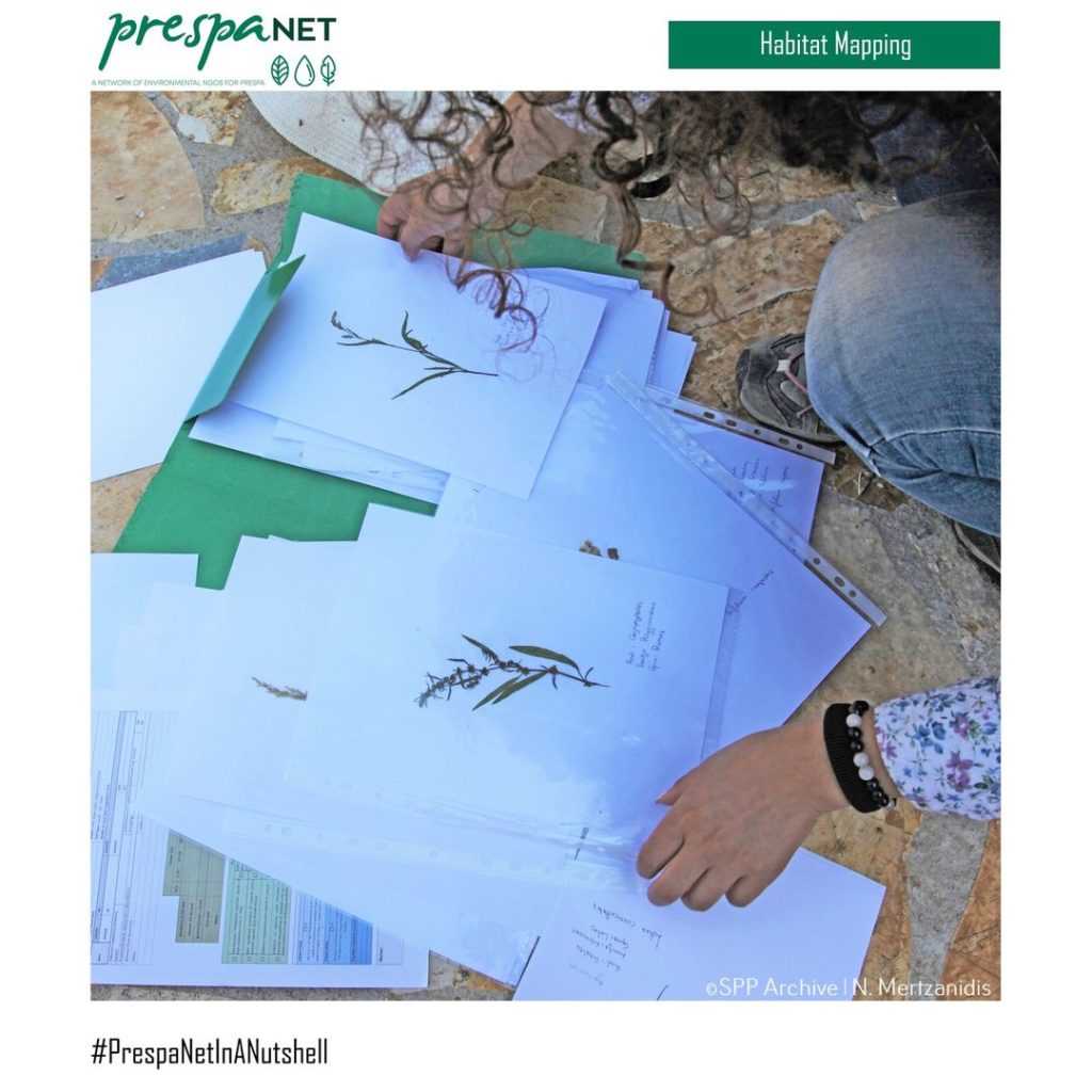 PrepaNet restaurimi i pyllit - PPNEA