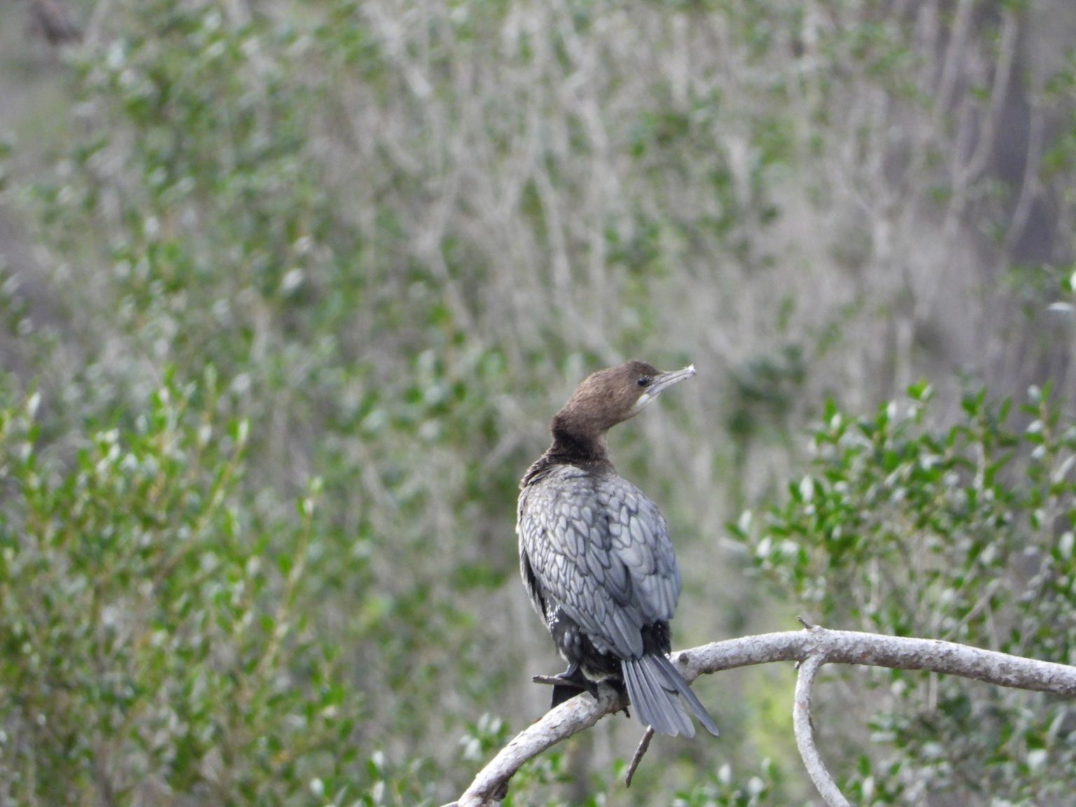 Divjaka-Karavasta National Park is home to BirdON - PPNEA