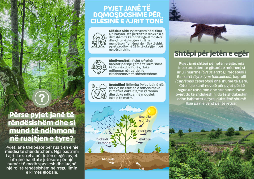 Përse pyjet janë të rëndesishëm dhe si mund të ndihmoni në ruajtjen e ...