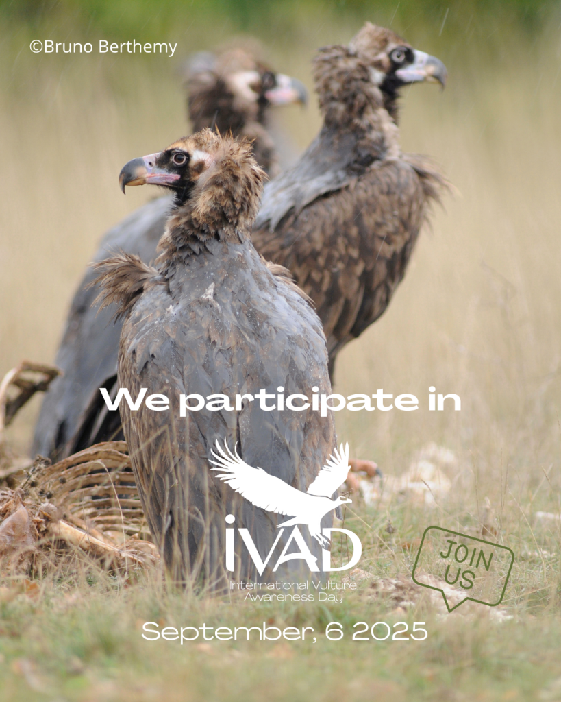 Vultures and Their Essential Role in Ecosystems - PPNEA
